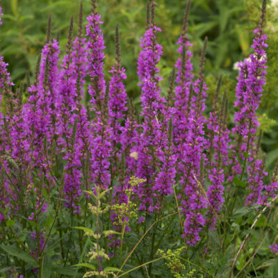 Lythrum Salicaria - 1000 Seeds - Purple Loosestrife Wildflower | eBay UK