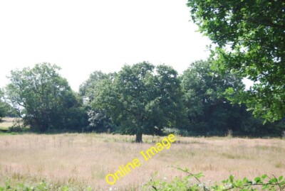 Photo 6x4 Tree in a field Charlwood/TQ3934 c2013 | eBay UK
