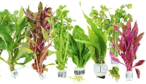 Anubias Java Sword Cryptocoryne Hygrophila Ludwigia Live Aquarium Plants Variety | eBay