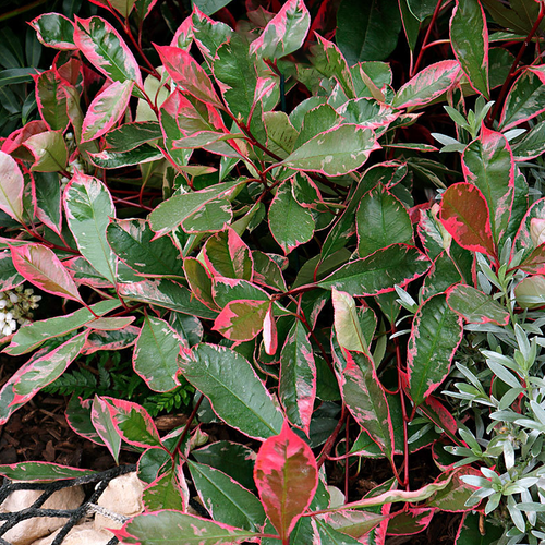 Photinia X fraseri 'Louise' | Variegated Photinia Tree | Ornamental ...