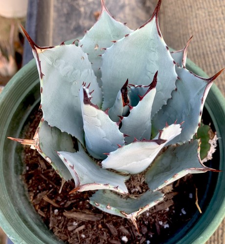 6 x 7 Agave Chain Saw Cactus Rooted | eBay