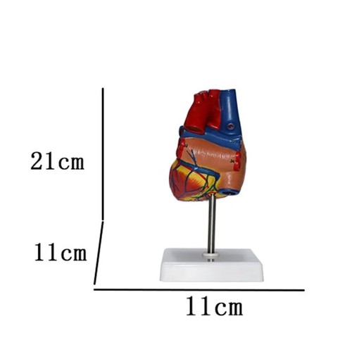 1:1 Human Heart Anatomy Model Viscera Medical Organ Removable Teaching ...