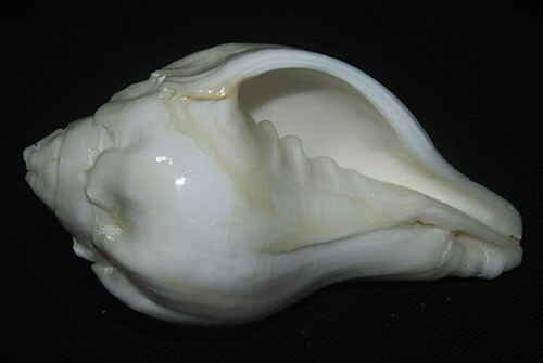 108 mm BODY FREAK Turbinella Pyrum Chank Seashell #A3 GREAT PATTERN ...