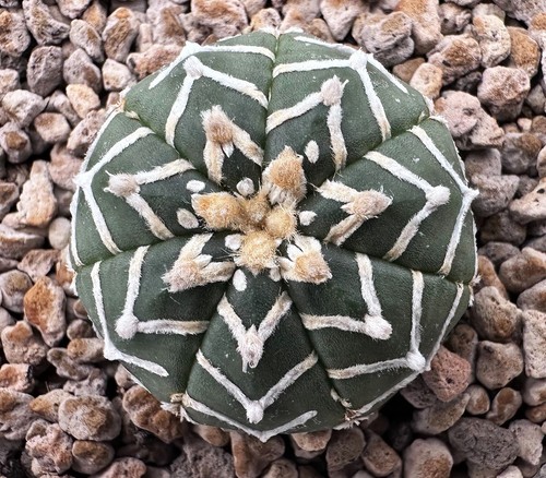 Astrophytum nudum v type from see-d Aztekium copiapoa Euphorbia | eBay ...