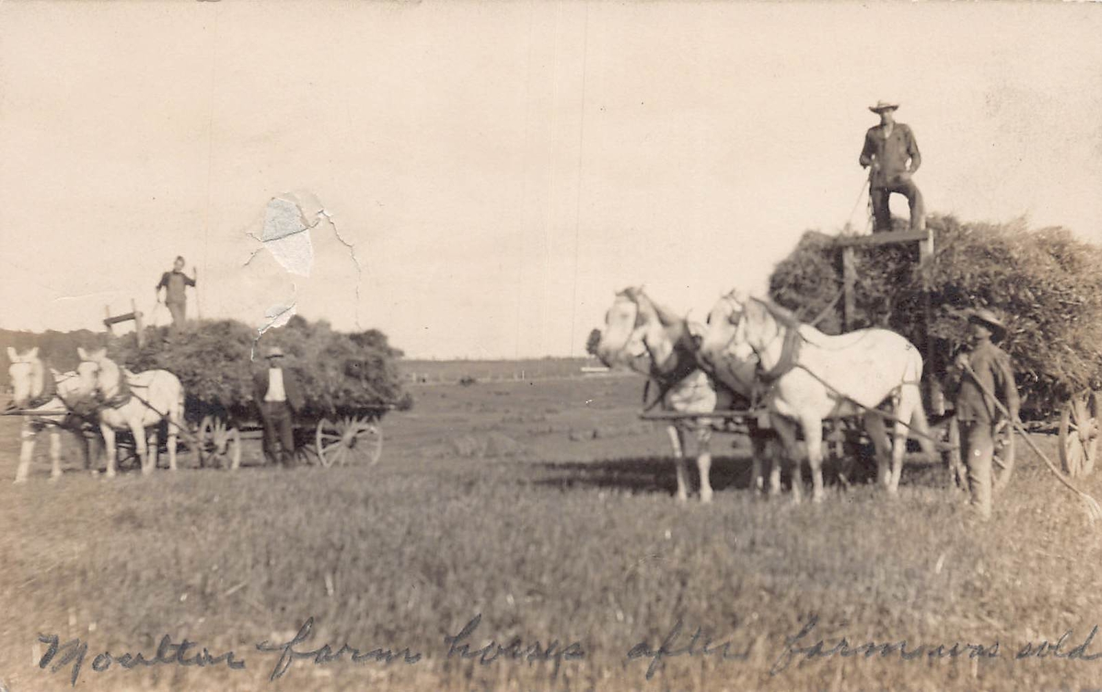 J83/ Reed City Michigan RPPC Postcard c1910 Hay Harvest Horse Wagons ...