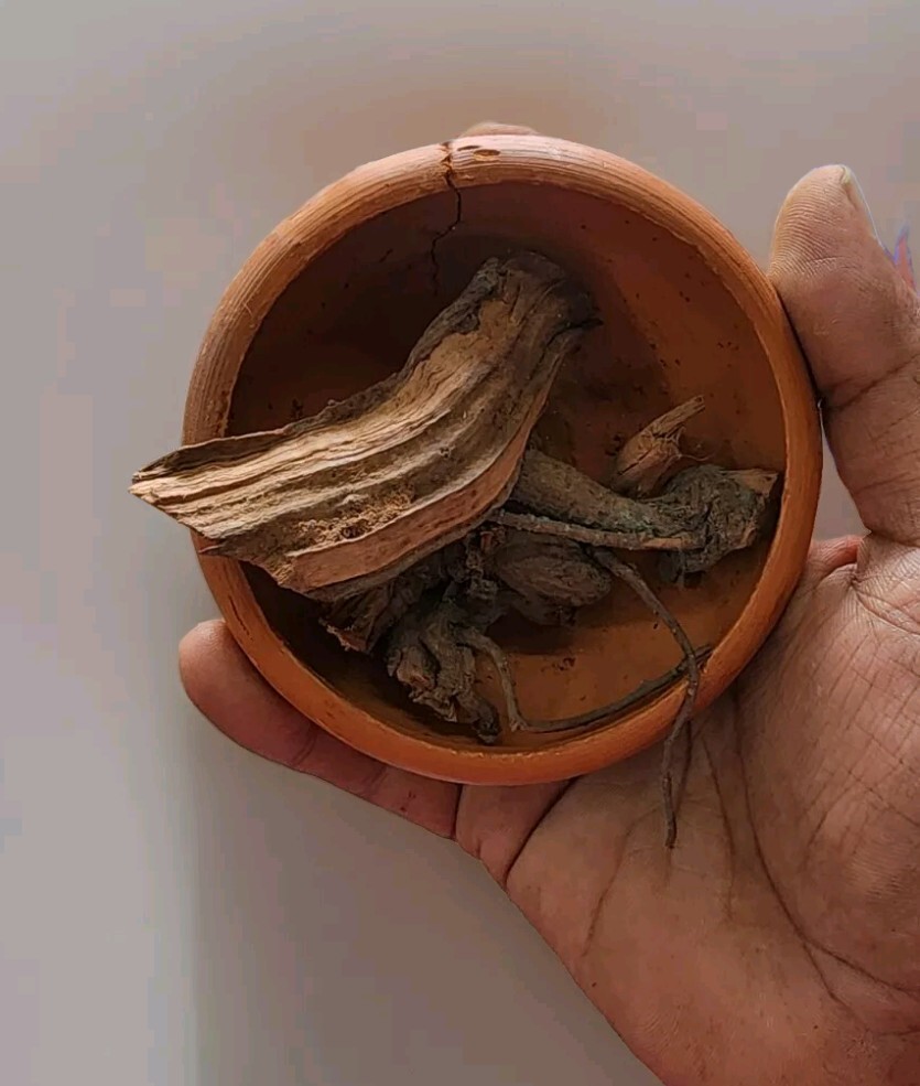 Plumbago indica Chitrak Mool root Plant Bark Ceylon Leadwort Skin Care ...