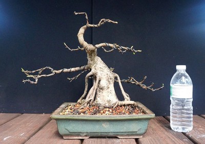 Ficus Microcarpa | eBay