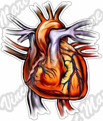 Human Heart Medical EMS Doctor Body Car Bumper Vinyl Sticker Decal 4"X5 ...