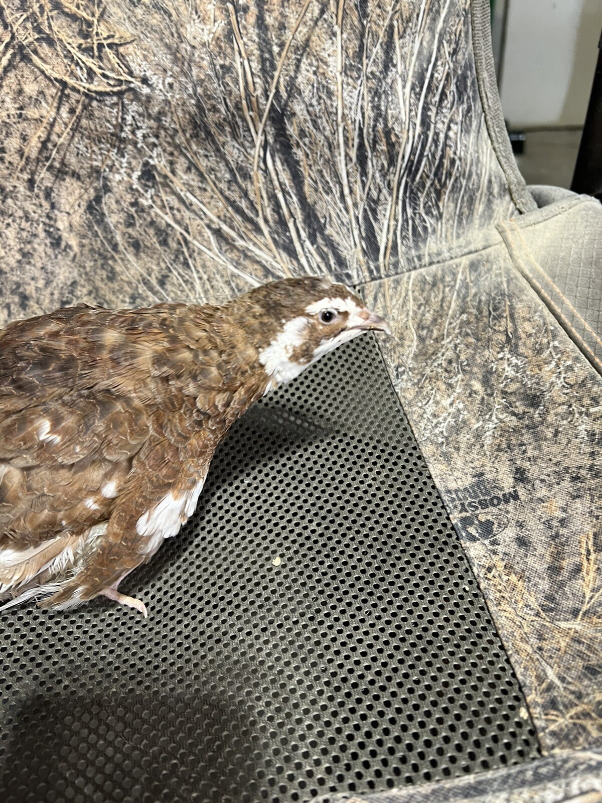 Red Range 10+ Fertile Hatching Eggs Quail | eBay