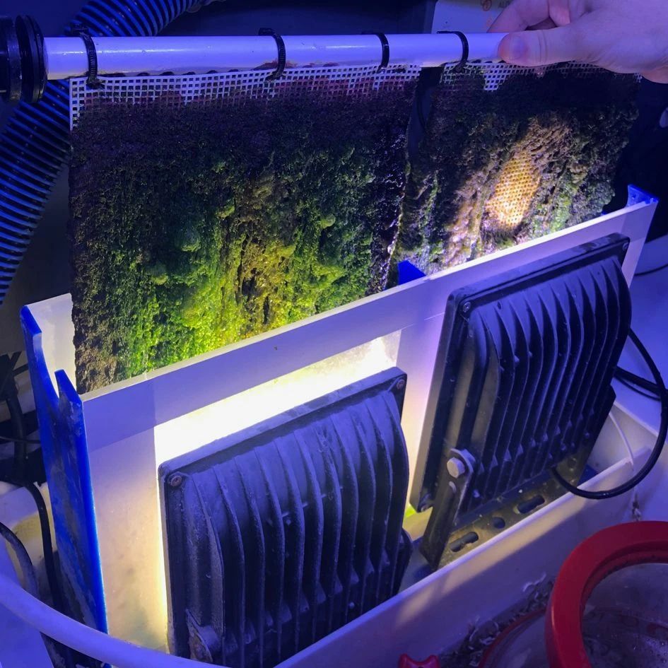 Algal Turf Scrubber