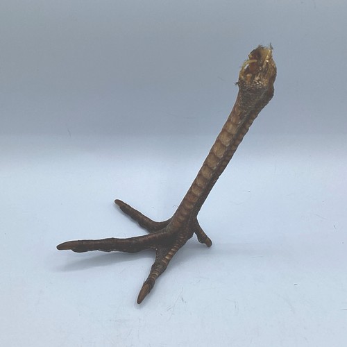 Turkey Foot Santeria Draft Taxidermy Witchcraft Prehistoric Creepy ...