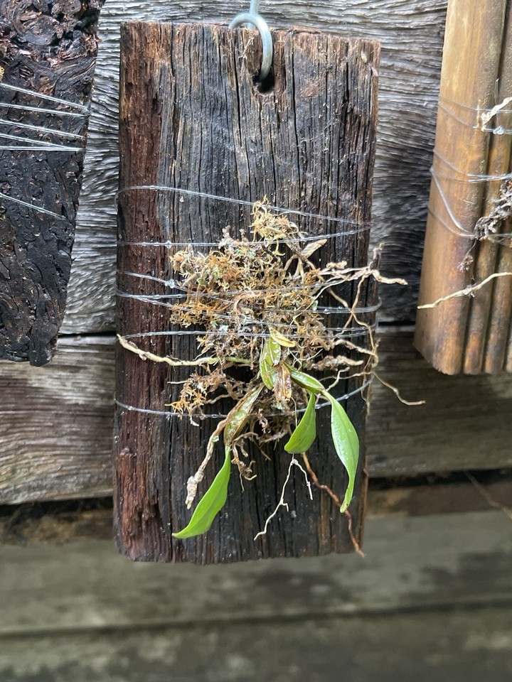 Dendrobium Tetragonum Australian Native Orchid | eBay Australia