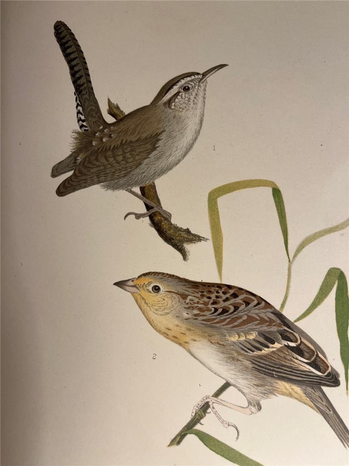 Robert Ridgeway Antique Bird Print. Berwick's Wren and Rail. c 1900 | eBay