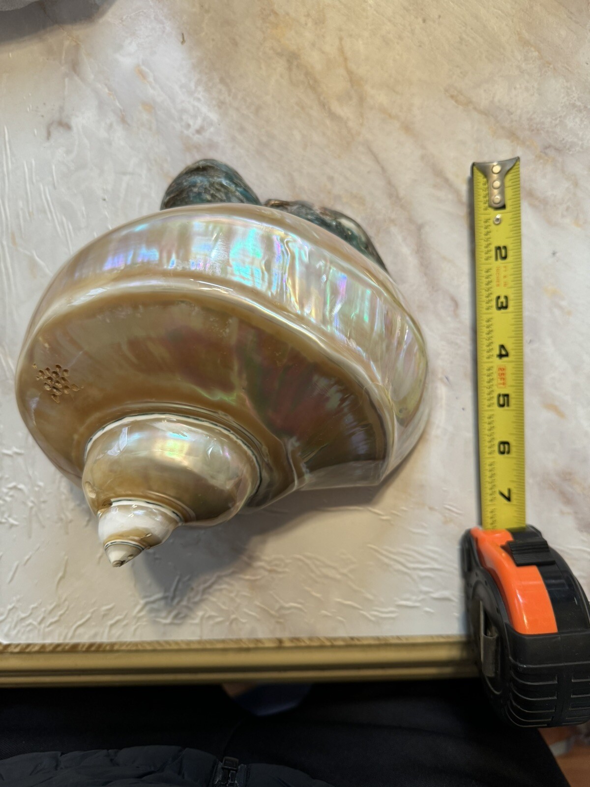 Large Green Turbo Marmoratus Turban Sea Shell Mother of Pearl 9 In | eBay