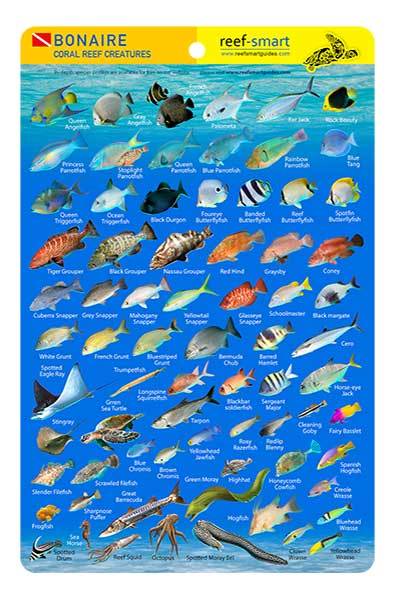 Bonaire Reef Fish Fauna Of Bonaire | Beautiful Bonaire