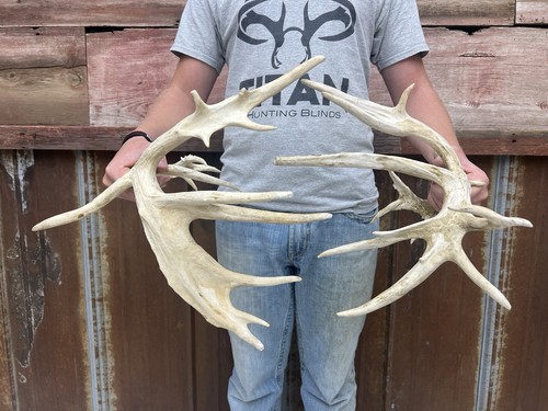 Giant 190”+ Set Whitetail Deer Cuts Sheds Antlers Taxidermy Mount Cabin ...
