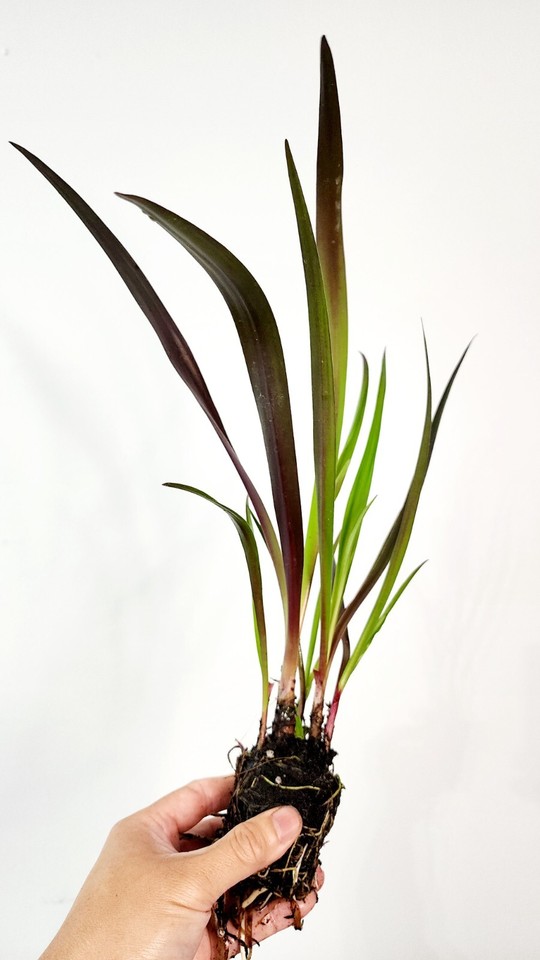 Red Bog Lily Tropical Marginal Aquatic Pond/Bog Plant - Buy 2 Get 1 ...