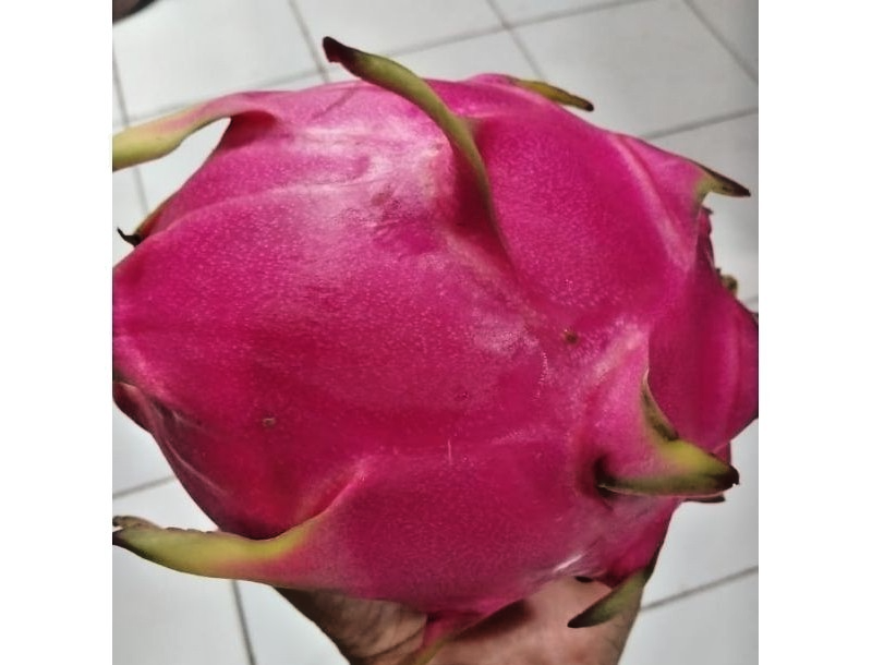 250+ Big Giant Red Dragon Fruit Seedss (Hylocereus costaricensis) | eBay