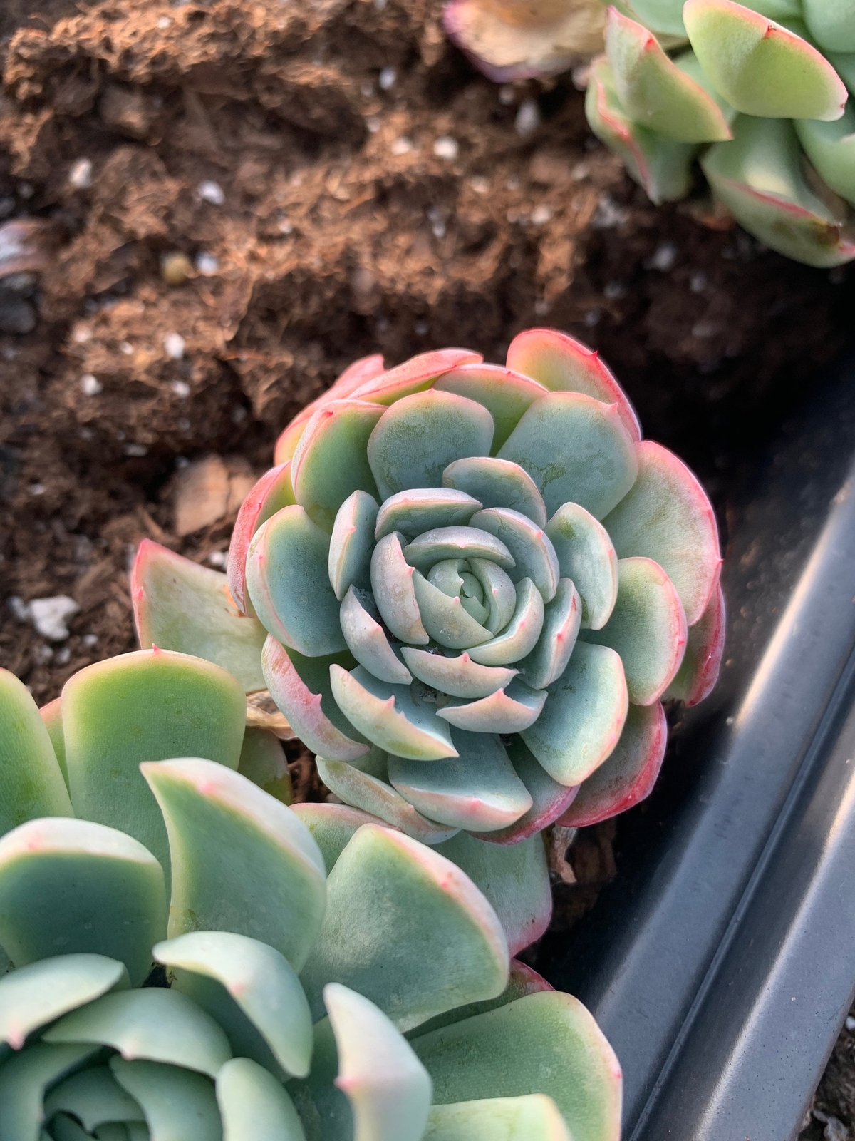 Echeveria elegans Ice Raspberry - April Farm/Rare Succulents | eBay