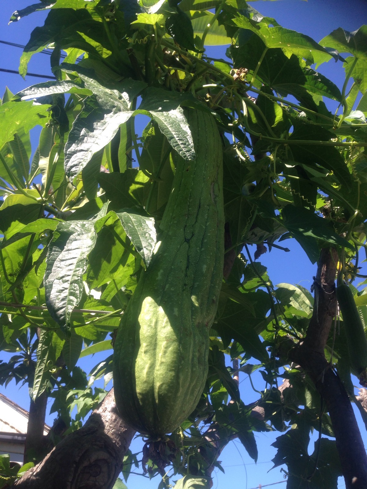 15 Luffa Seeds Also Know As Loofah, Silk Squash, See Gwa, Chinese Okra ...