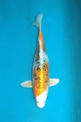 14" Doitsu Kujaku Koi Carp A* High quality Direct from the farm! | eBay