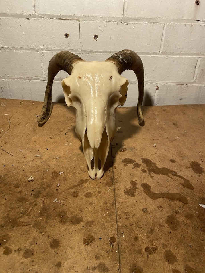 Real Sheep Skull With Horns Hoby Goth | eBay UK