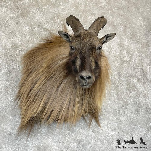 #28177 EL | Himalayan Tahr Shoulder Taxidermy Head Mount - Ram Goat | eBay