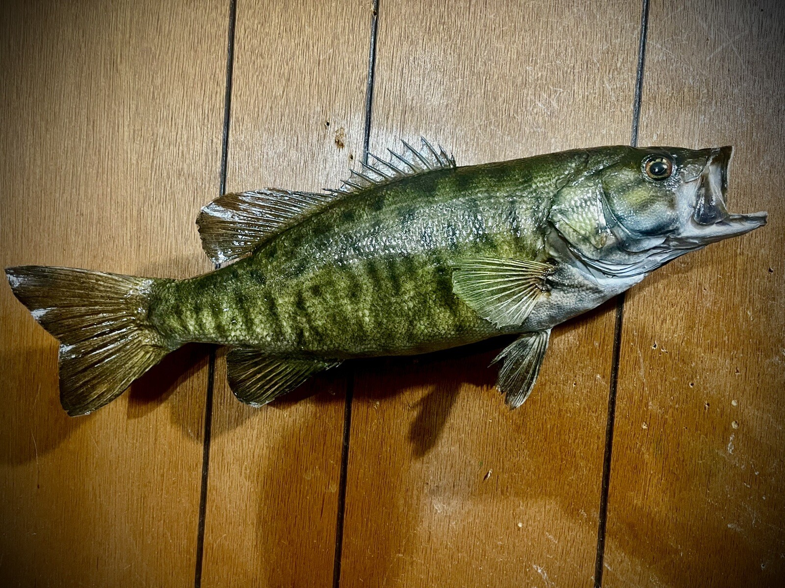 17 Inch Smallmouth Bass Taxidermy fish mounts! | eBay