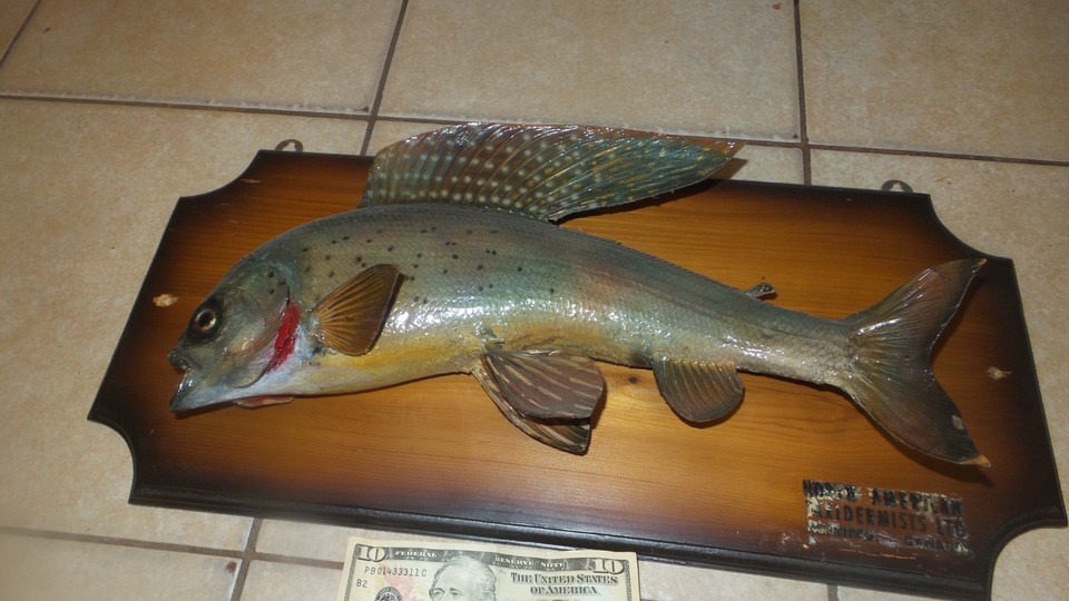 Arctic Grayling Taxidermy Mounted Fish, 15" | eBay