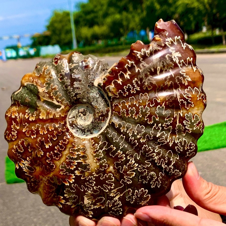 2.01LB Rare! Natural Tentacle Ammonite FossilSpecimen Shell Healing ...