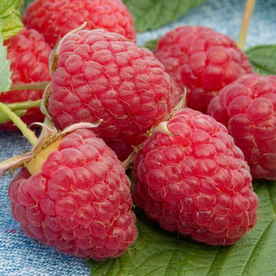 25+ Heritage Raspberry Seeds Award-winning Produce Plant Berry Twice ...