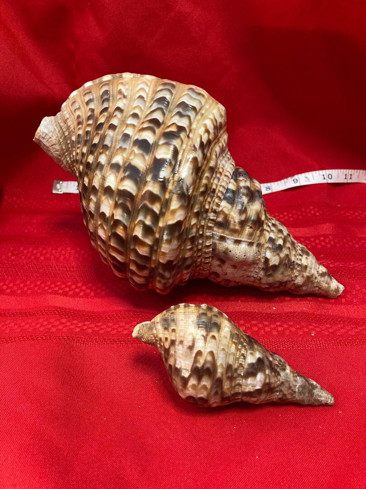 Large Atlantic Triton Trumpet Charonia Variegata Lam 2 Sea Shell Ocean ...