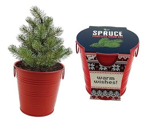 SEEDS Holiday Garden Grow Pail - Tree Starter Kit, Guaranteed to Spruce ...