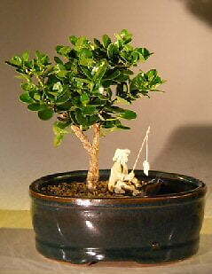 Flowering Dwarf Plum Bonsai Tree Land/Water Pot - Small (carissa ...
