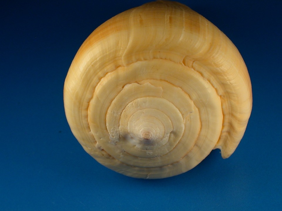 Conus quercinus, Excellent Color, 111.4mm, Hawaii Shell G4222 | eBay