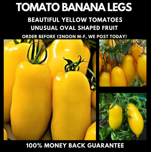 TOMATO BANANA LEGS 15+ seeds unique yellow heirloom garden vegetable ...