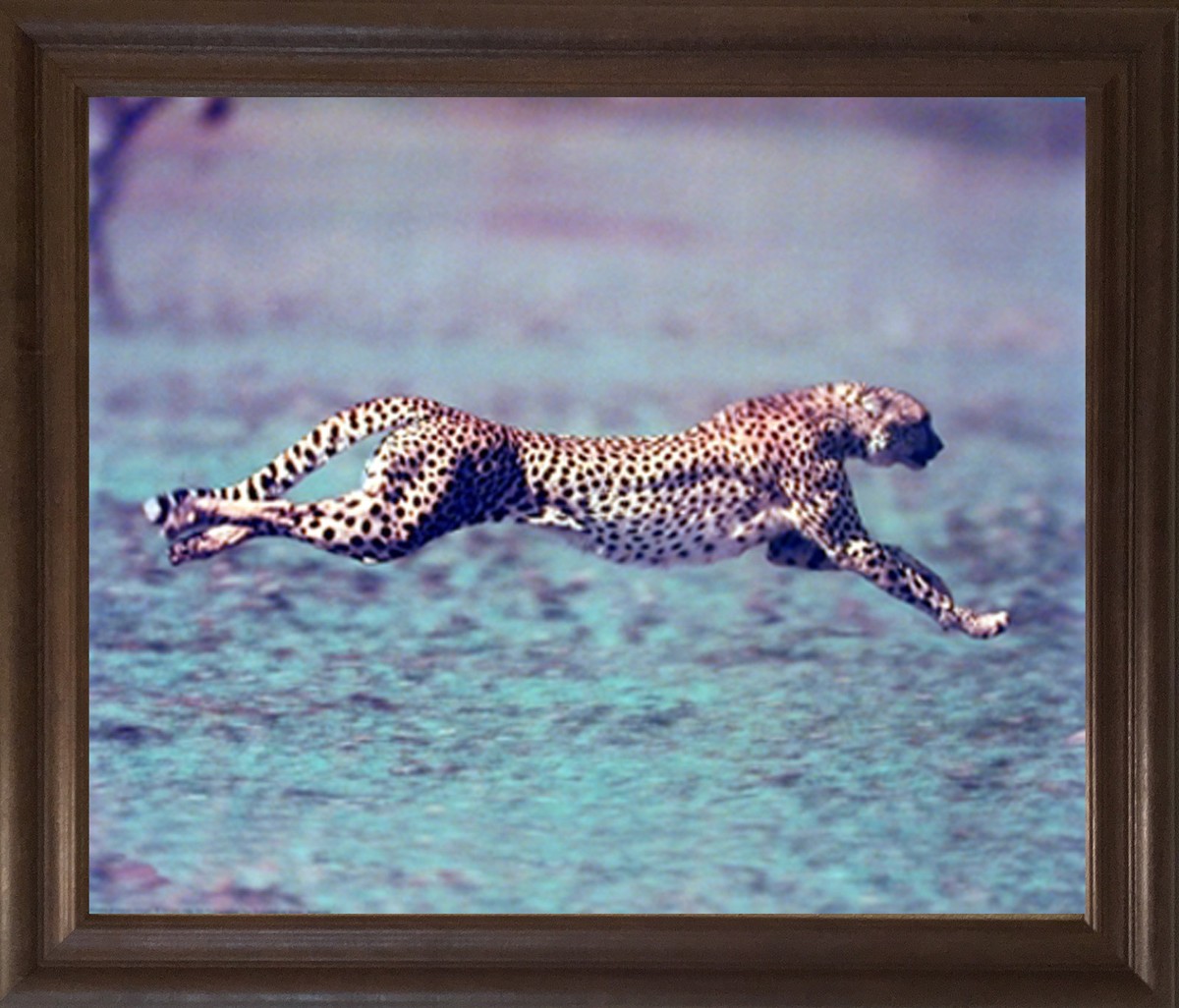 Jaguar Animal Running Drawing Jaguar | Habitat, Diet, & Facts