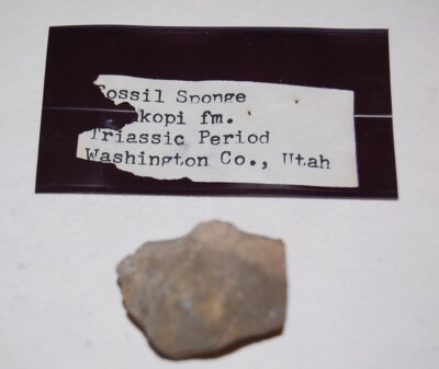 Fossil Sponge, Triassic Period, from Moenkopi formation in Washington ...