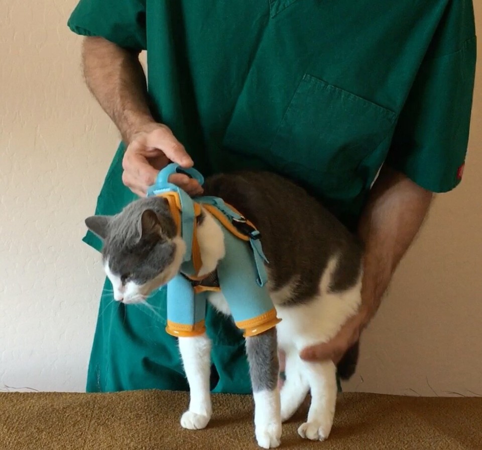 Cat Restraint, Cat Grooming Restraint, Cat Bathing Restraint ...