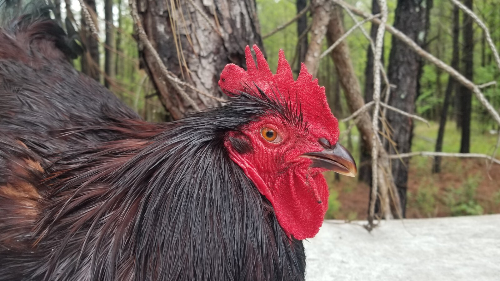 12 Eggs Rhode Island Red Hatching Eggs: Fresh Fertile Natural | eBay