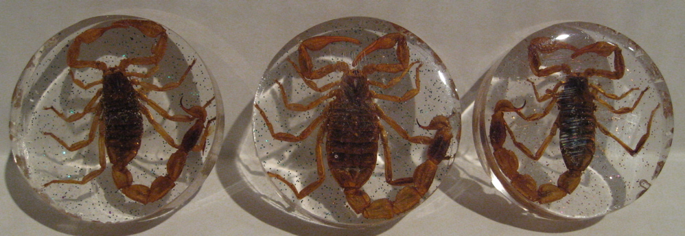 3 Real Scorpions Inside an Acrylic 1-5/8" Round Paperweight CLEAR ...