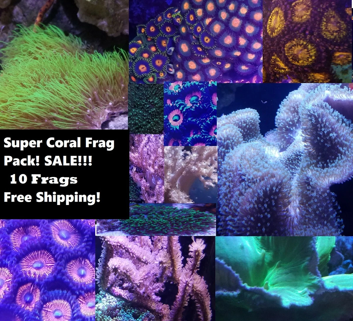 Saltwater Coral Frags
