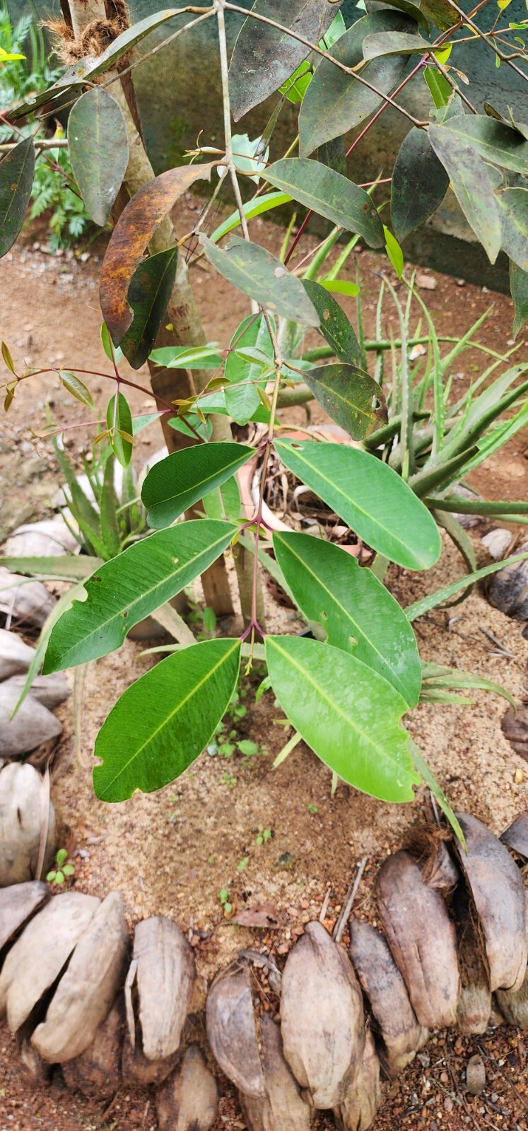 Syzygium Cumini Dried Jamun Leaves Java plum leaf Control Blood Sugar ...