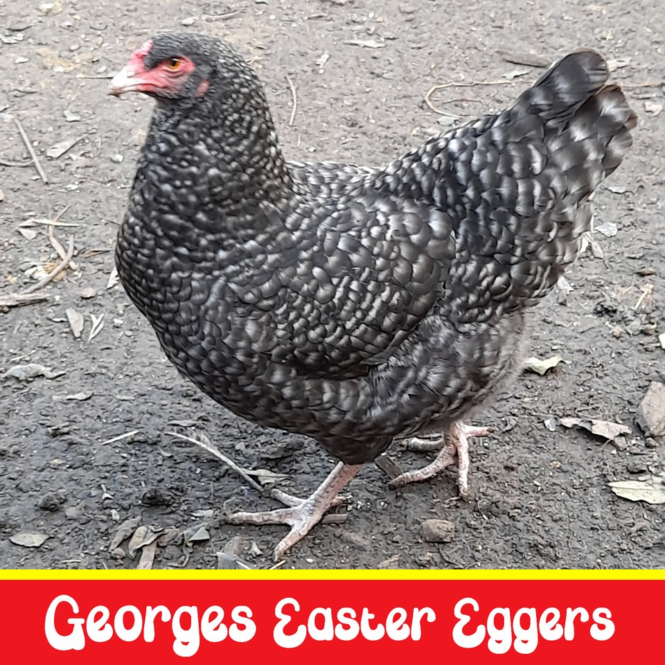 6 x Fertile Easter Egger Chicken Eggs (All eggs carry blue egg gene) | eBay