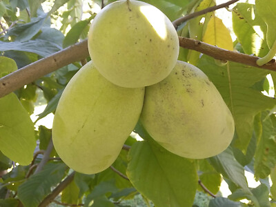 Paw Paw, Indian Banana, Prairie banana, ASIMINA TRILOBA rare hardy ...