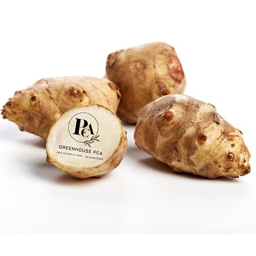 Sunchokes by Greenhouse PCA - 2.5 lbs Jerusalem Artichoke Bulbs for ...