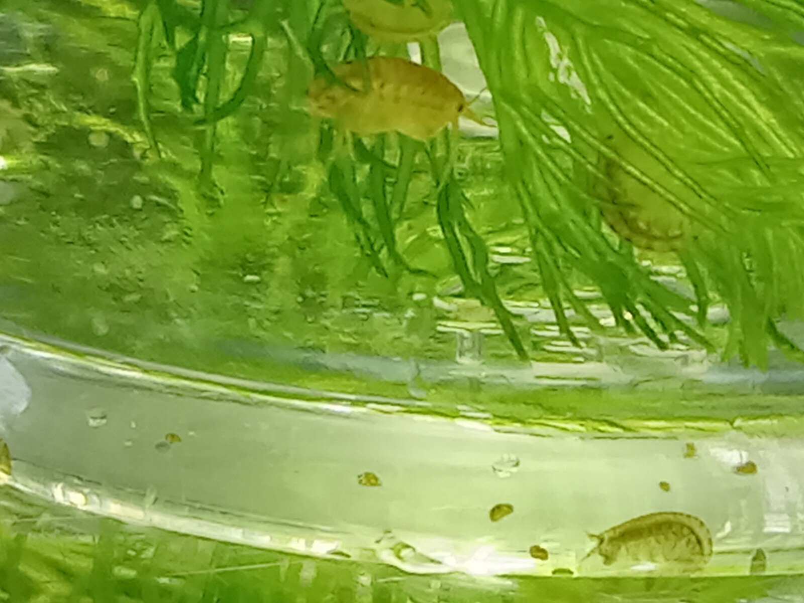 80+ Live Freshwater Scuds (Gammarus shrimp/ amphipods) Indoor Culture ...