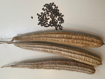 Luffa Seeds Angled Gourd Long Flesh 10 Luffa Seeds | eBay