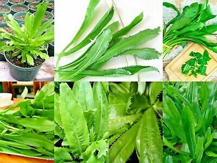 200+, 1000+ Culantro Mexican Coriander Asian Ngò Gai Recao Shadow Beni ...