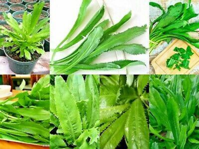 200+, 1000+ Culantro Mexican Coriander Asian Ngò Gai Recao Shadow Beni ...